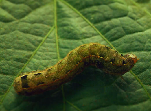 Inseticida Influx® | Portal Syngenta