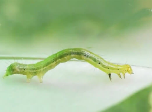 Inseticida Influx® | Portal Syngenta