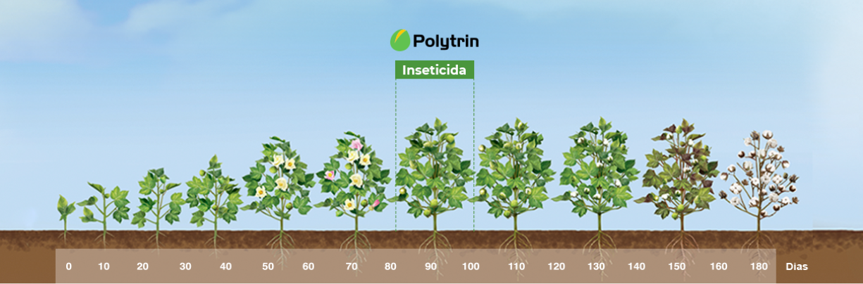 Inseticida Polytrin | Portal Syngenta