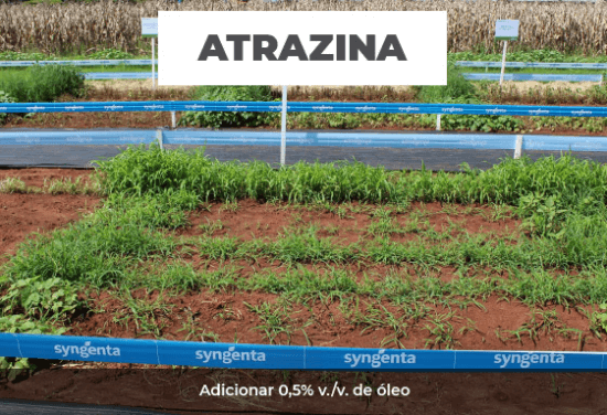 Herbicida Calaris® | Portal Syngenta