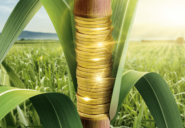 Maturador Moddus (cana) | Portal Syngenta