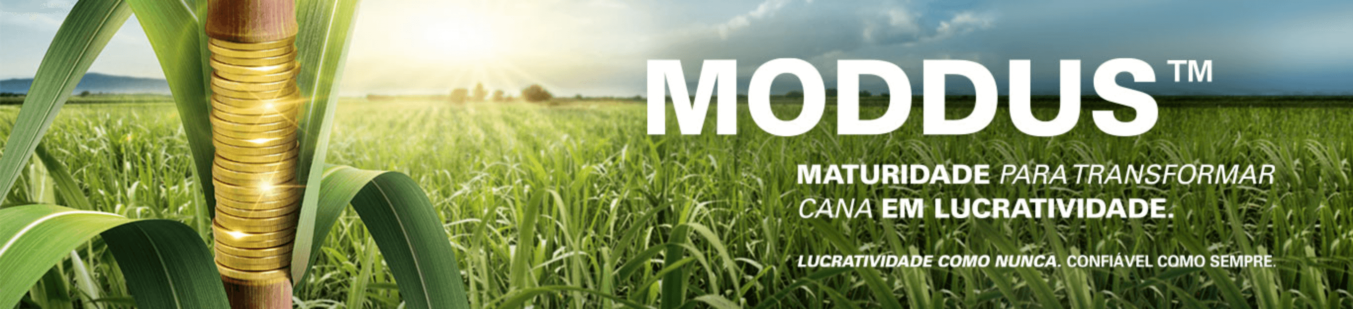 Maturador Moddus (cana) | Portal Syngenta