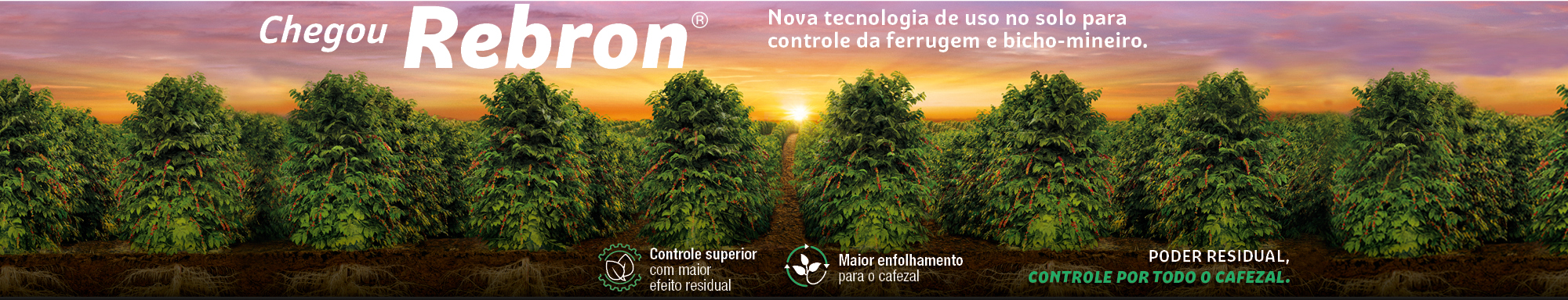 Inseticida e fungicida Rebron | Portal Syngenta